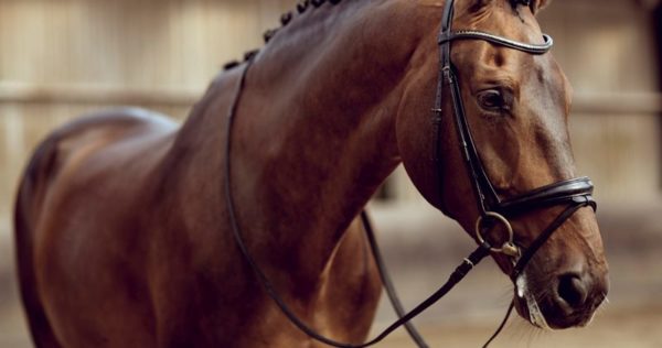 Fraul calului. Tipuri si componente | BateSaua